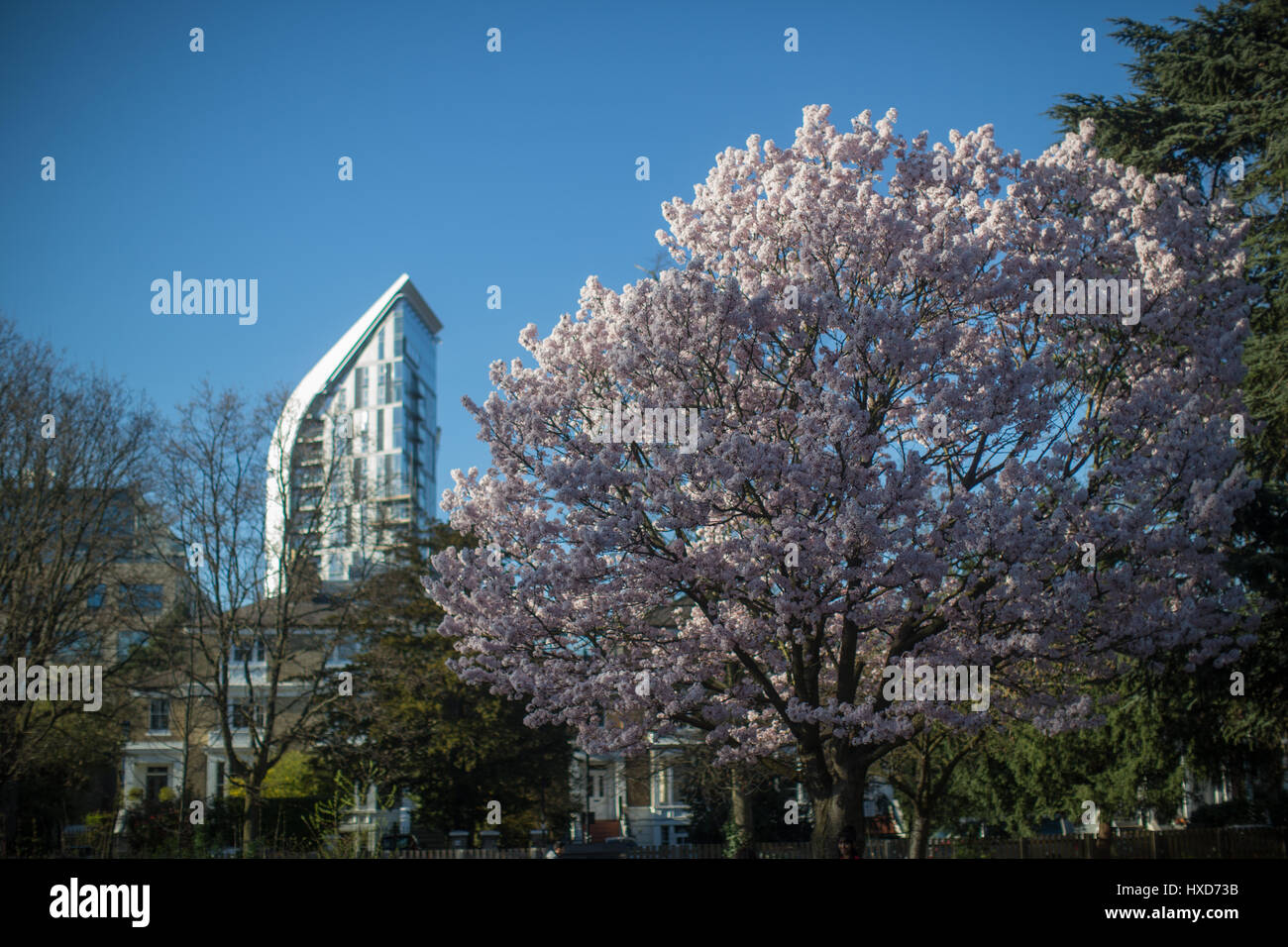 UK. 28th Mar, 2017. Spring blossom on trees in a London park. Photo ...