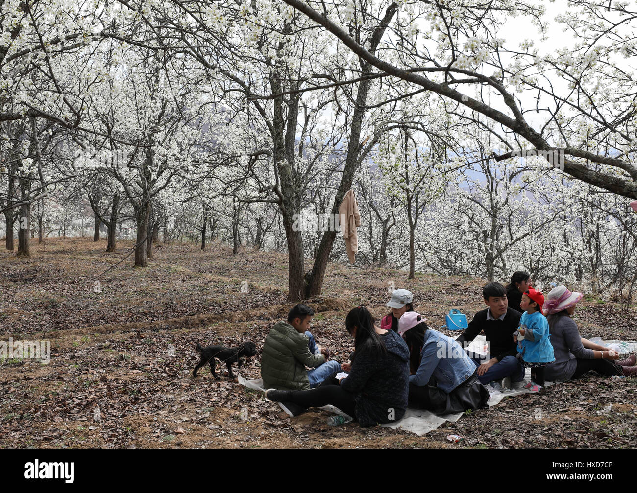 Jinchuan, China. 28th Mar, 2017. Landscape view with pear flowers in ...