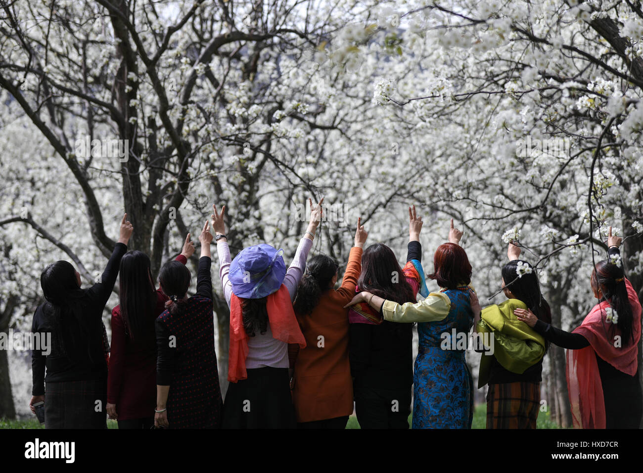 Jinchuan, China. 28th Mar, 2017. Landscape view with pear flowers in ...