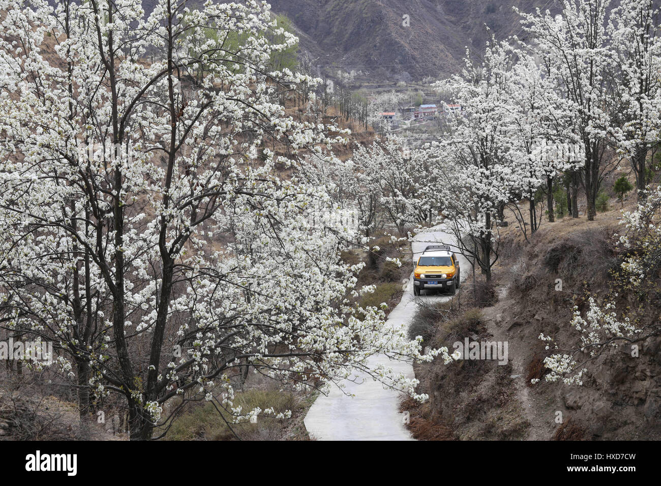 Jinchuan, China. 28th Mar, 2017. Landscape view with pear flowers in ...