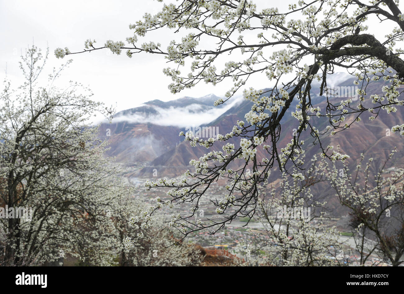 Jinchuan, China. 28th Mar, 2017. Landscape view with pear flowers in ...