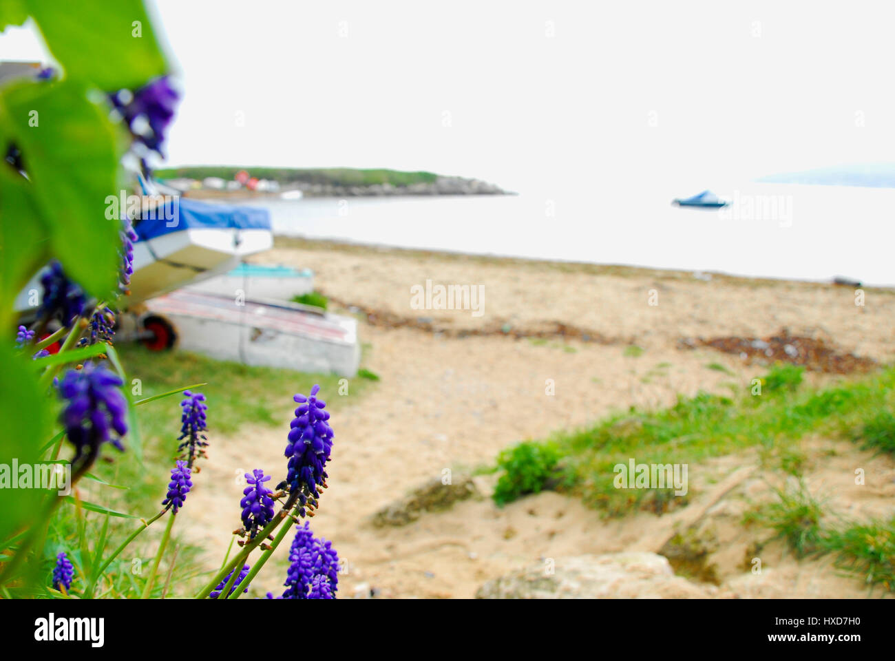 Portland bay uk diving hi-res stock photography and images - Alamy