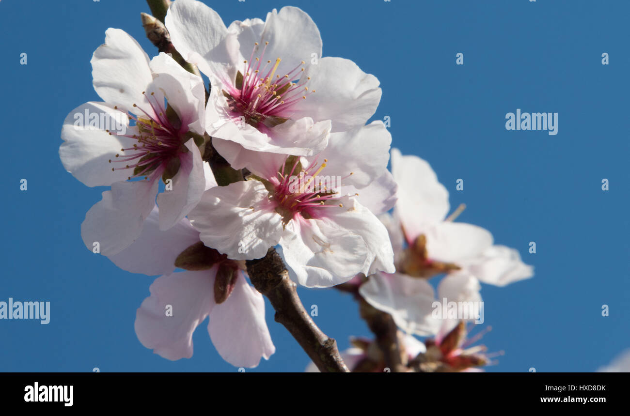 Patrick almond hi-res stock photography and images - Alamy