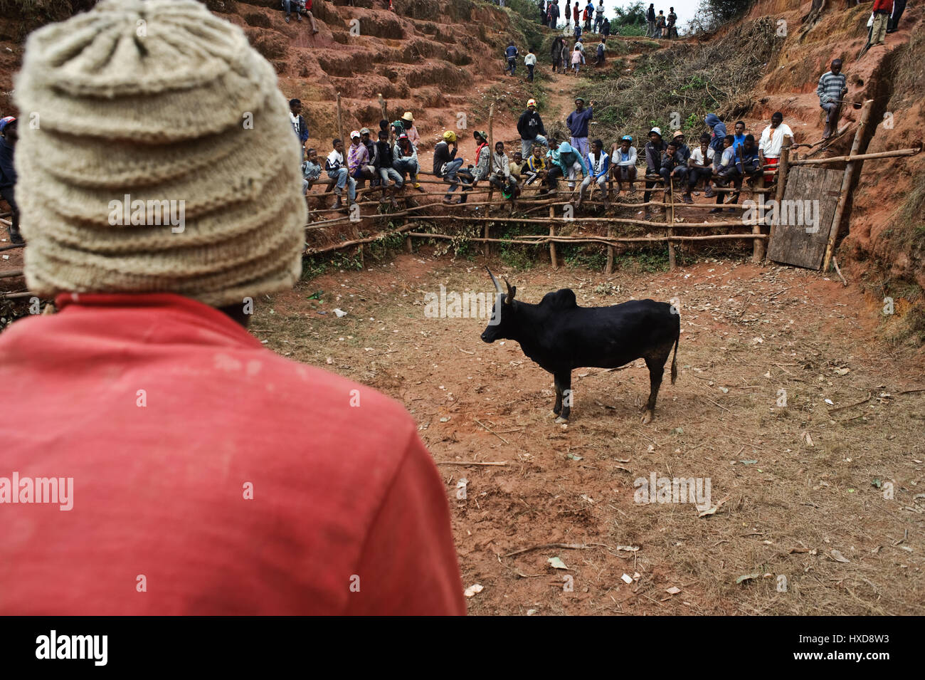Savika, the malagasy rodeo ( Madagascar Stock Photo - Alamy