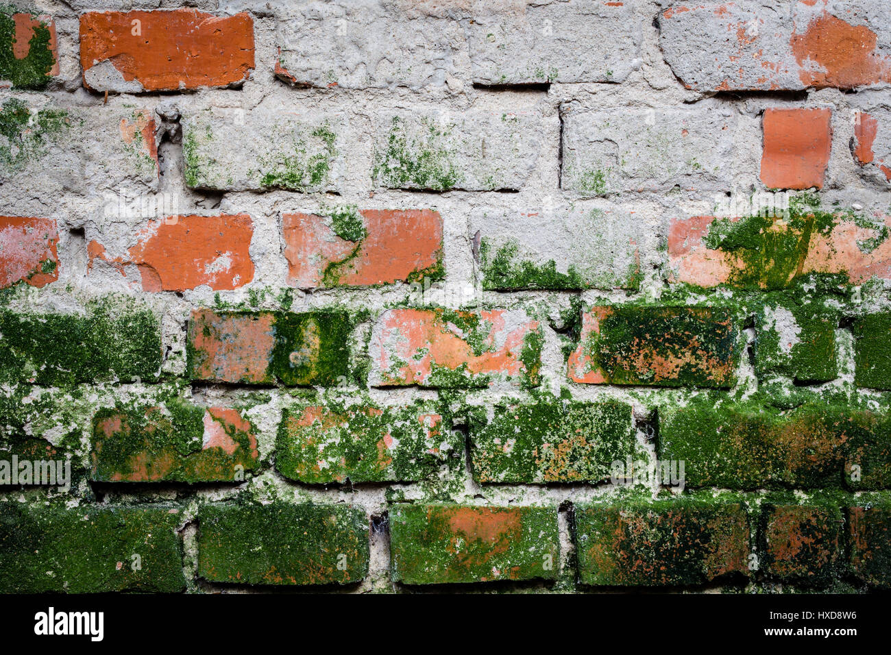 Green moss covered rough brick wall Stock Photo - Alamy