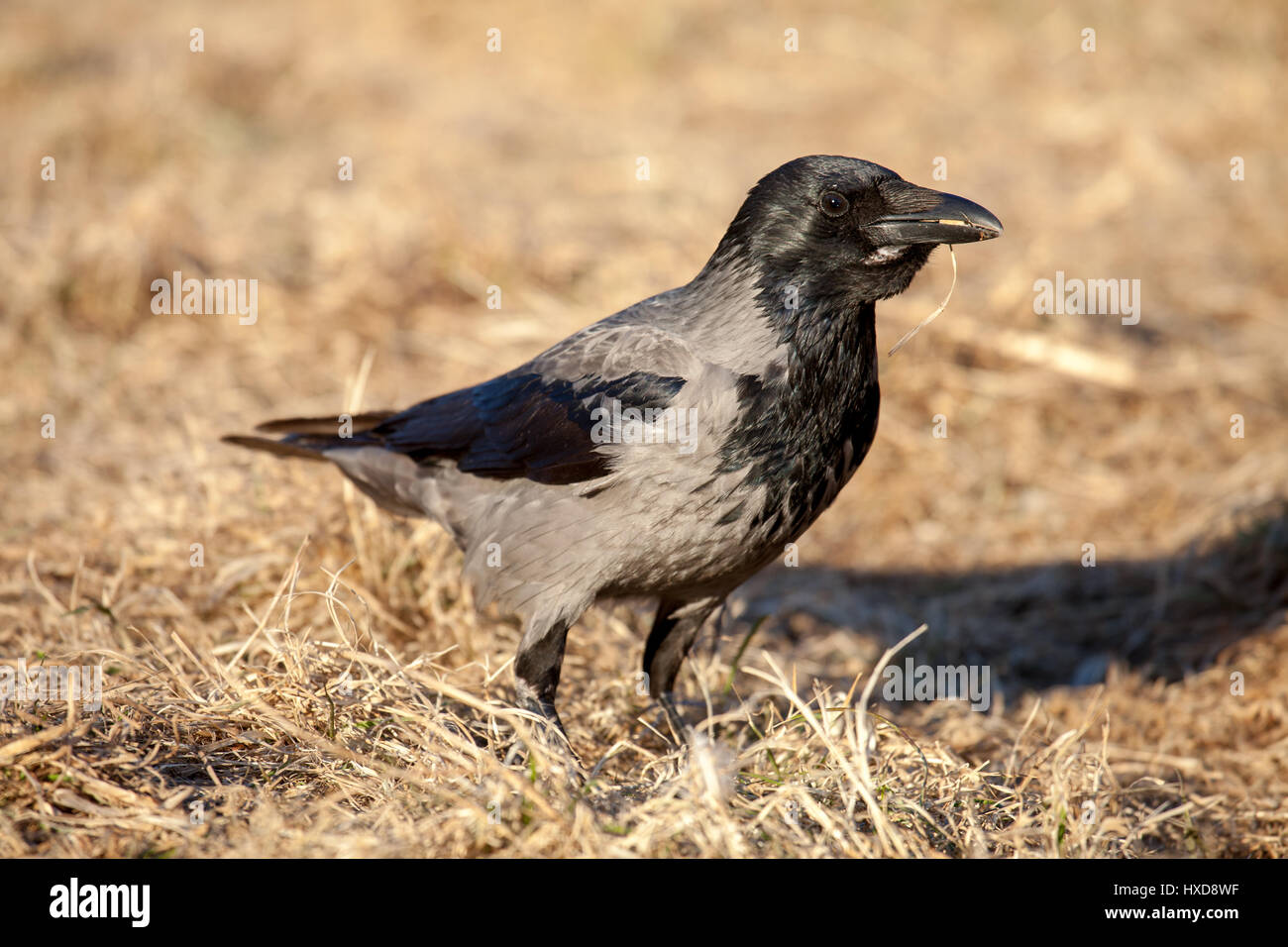 Beautifuly lit common raven Stock Photo - Alamy
