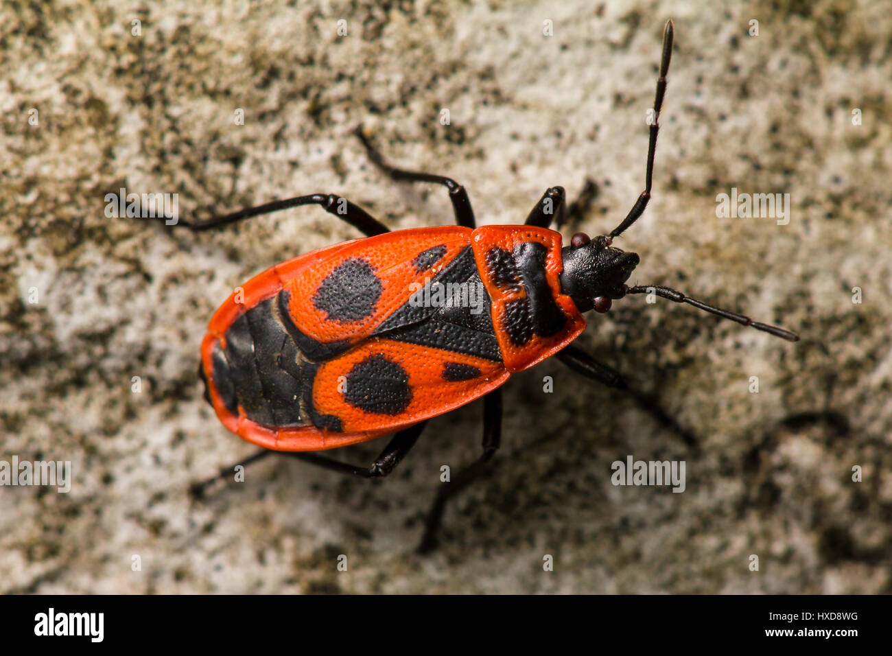 Pyrrhocoris apterus fly hi-res stock photography and images - Alamy
