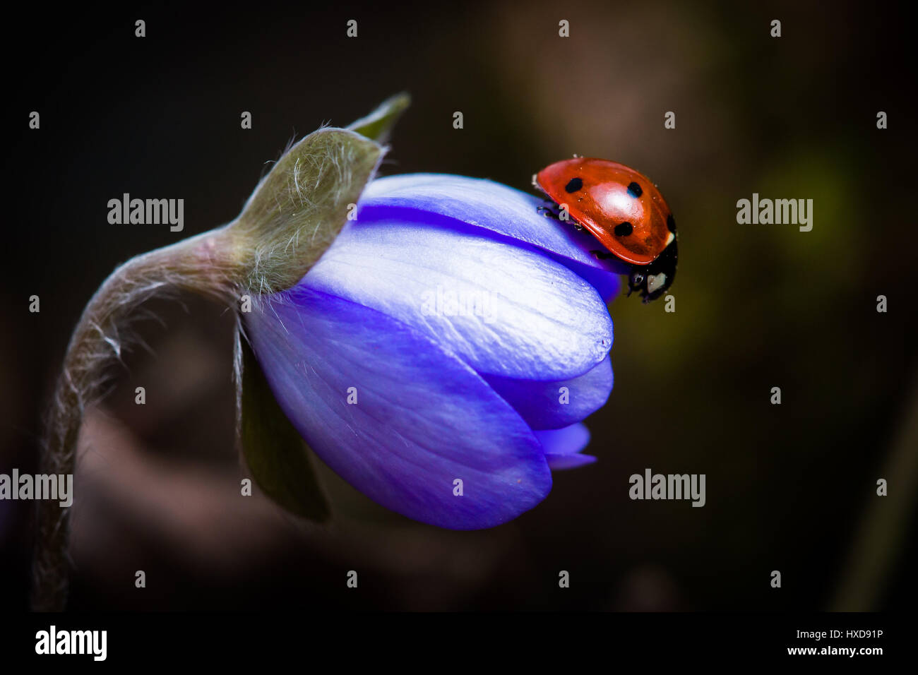 High detail lady bug on a flower Stock Photo - Alamy