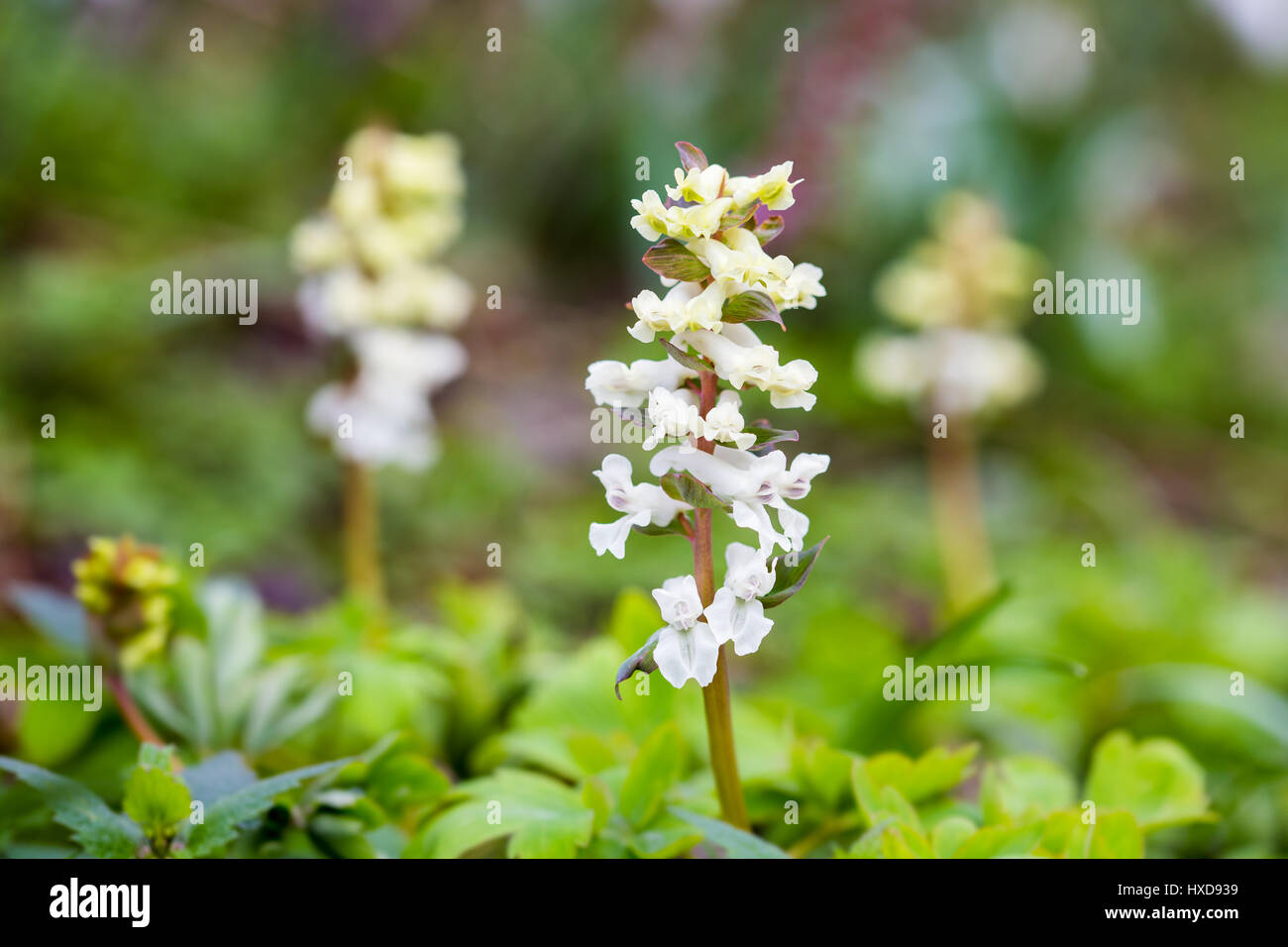 Early spring flower Stock Photo - Alamy