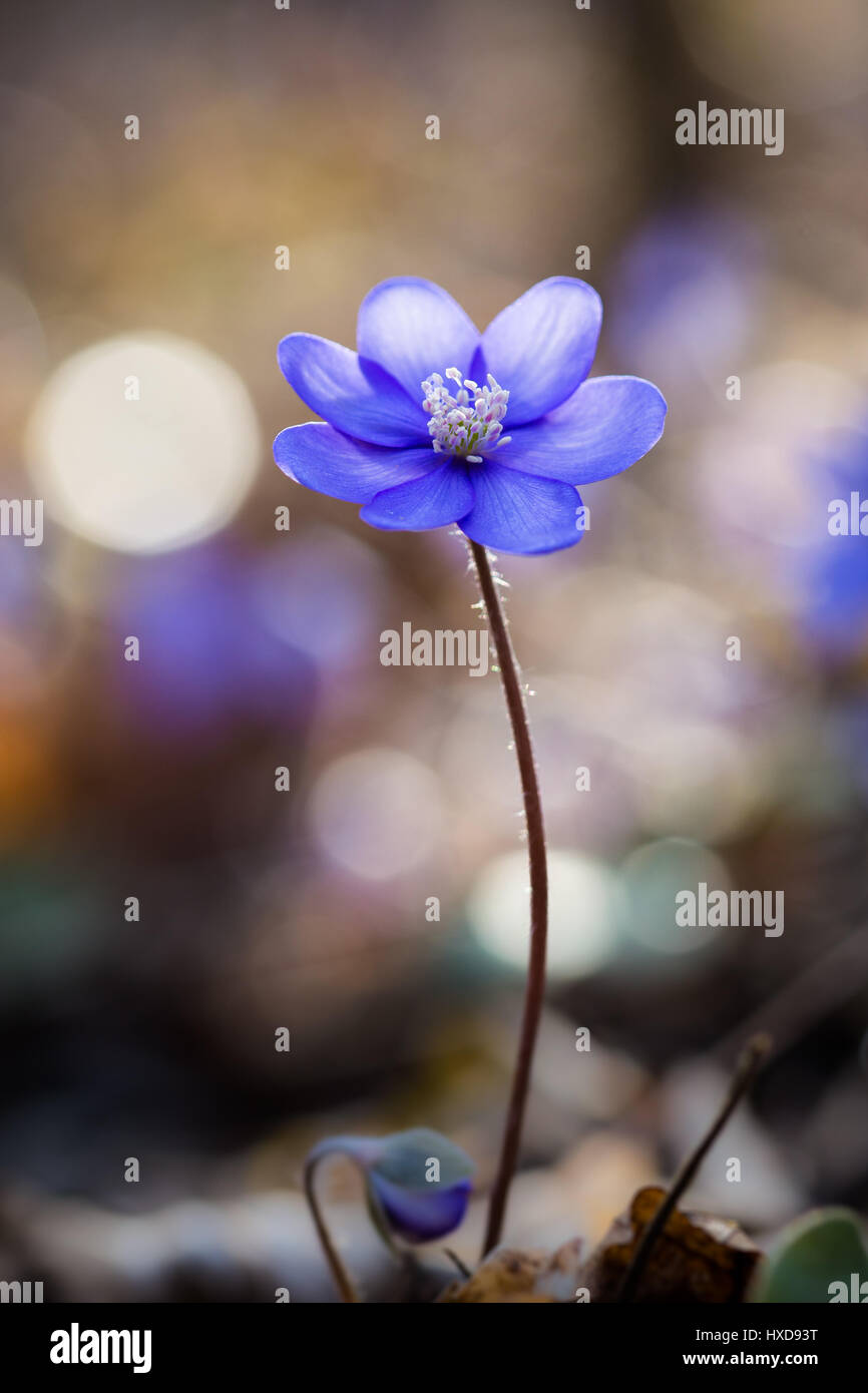 Blue fresh spring flowers Stock Photo - Alamy