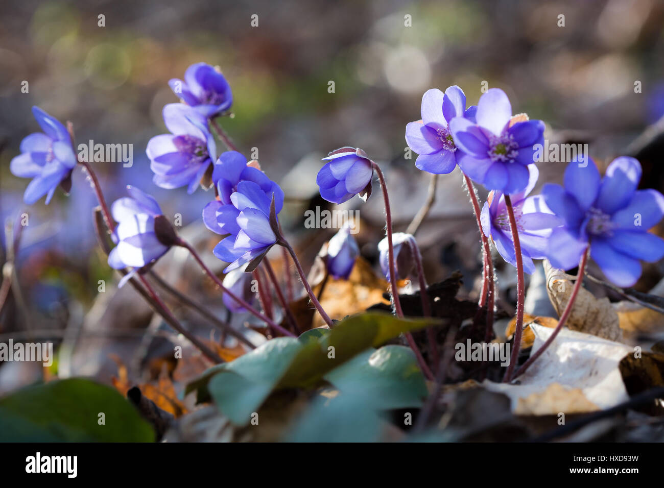 Blue fresh spring flowers Stock Photo - Alamy