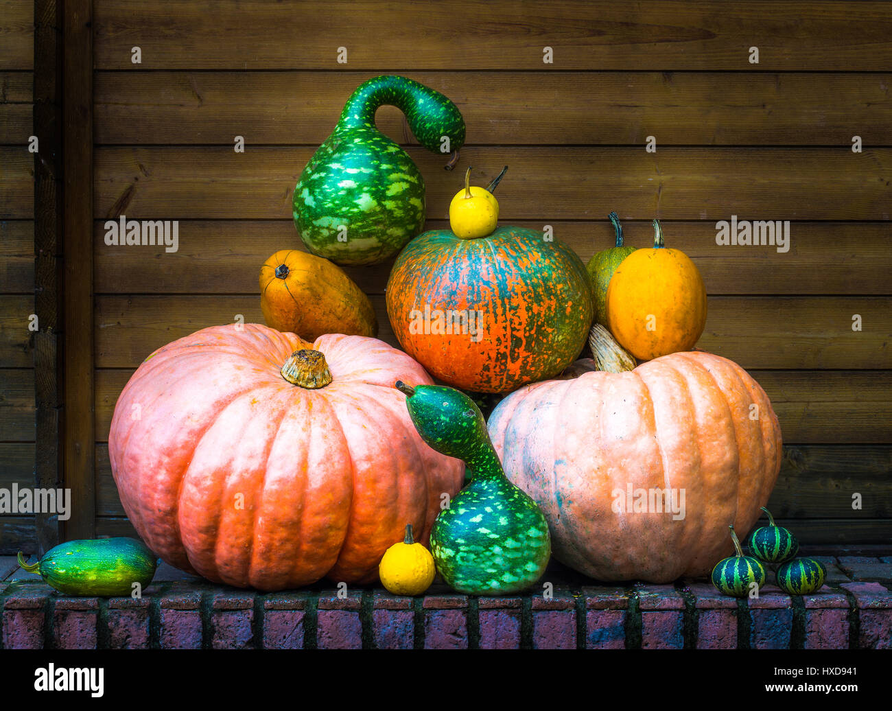 Beaituful Autumn pumkins still life Stock Photo - Alamy