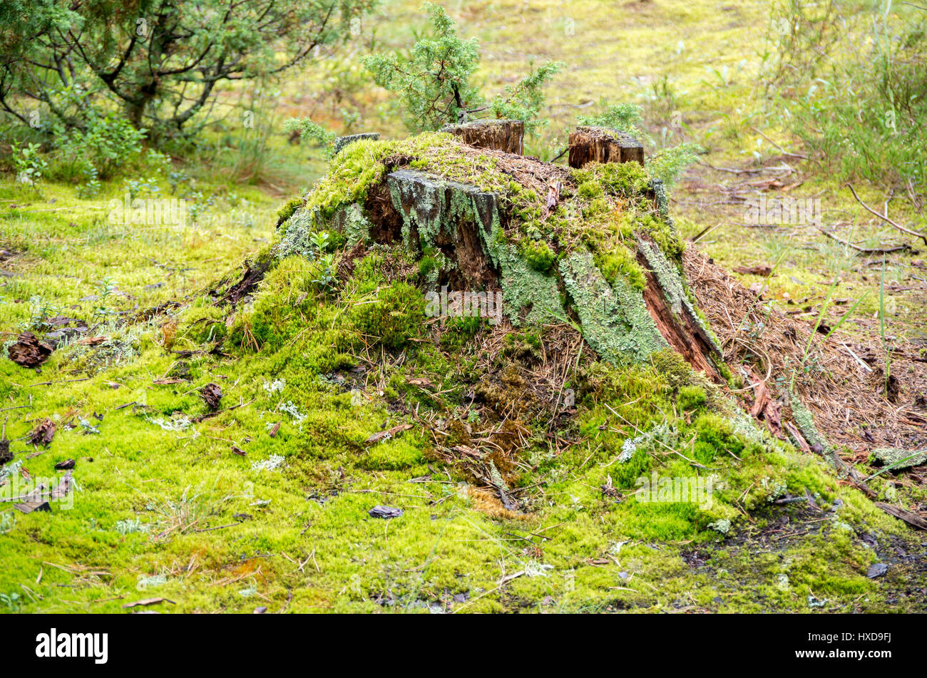 Old broken tree stump with different types of moss in the green forest ...