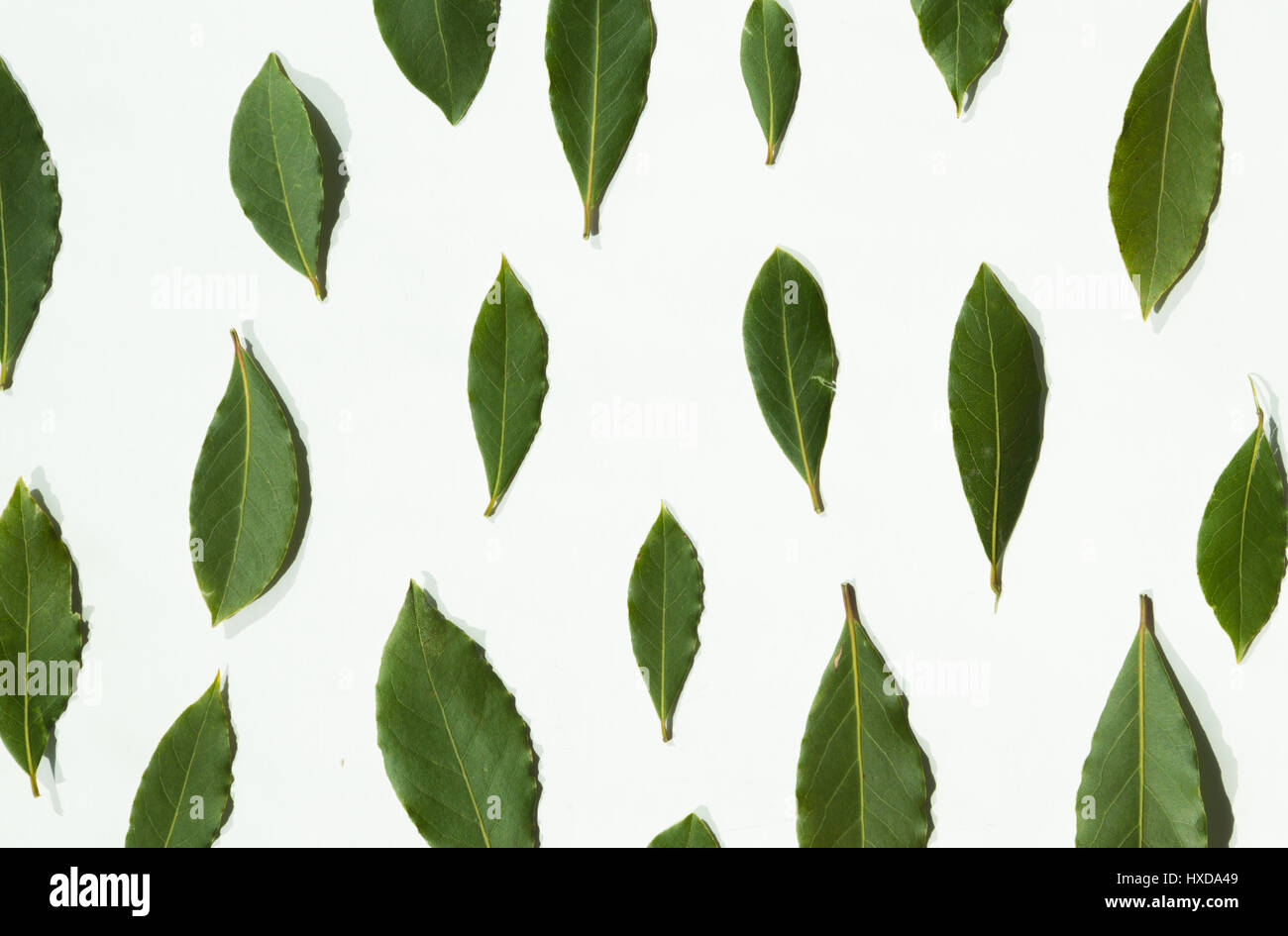 Group of three fresh bay leaves flat lay view, on white background ...