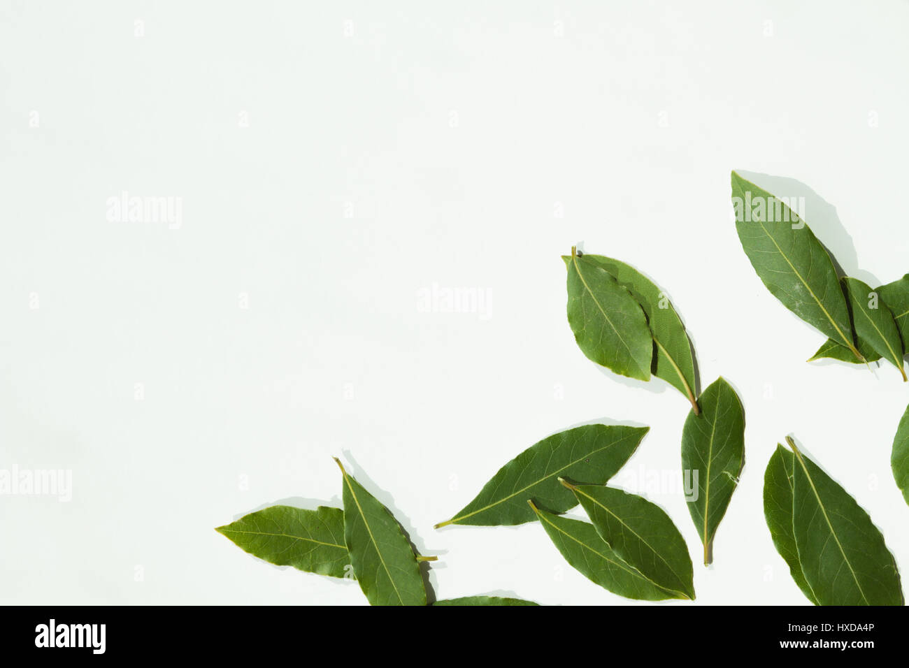 Group of three fresh bay leaves on white background Stock Photo - Alamy