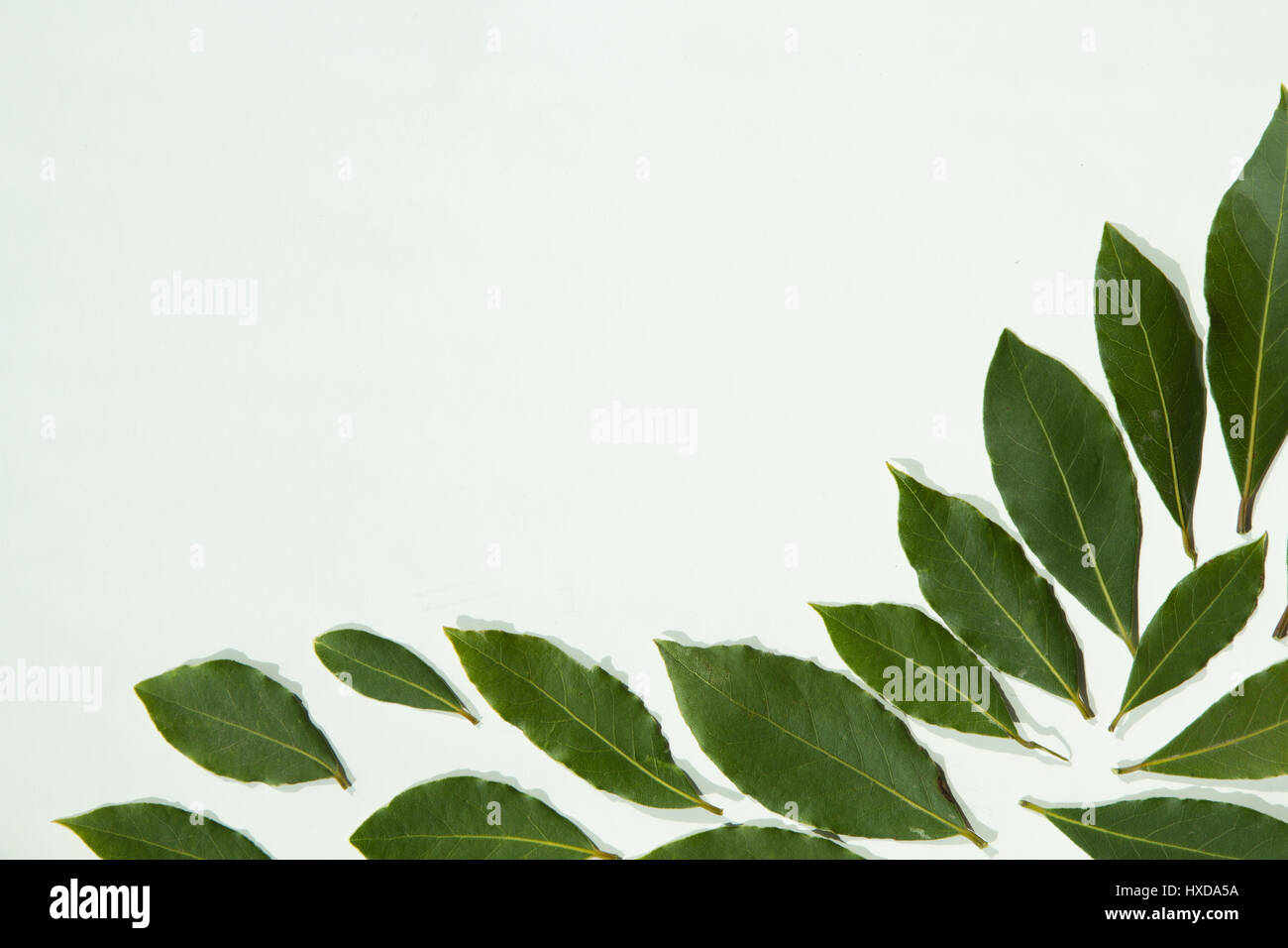 Group of three fresh bay leaves on white background with copy space ...