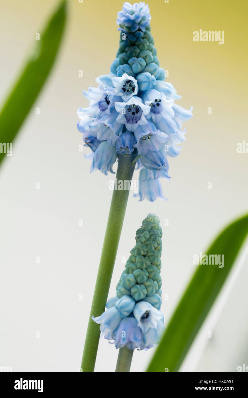 Pale blue flowers of the hardy spring bulb, Muscari azureum, one of the ...