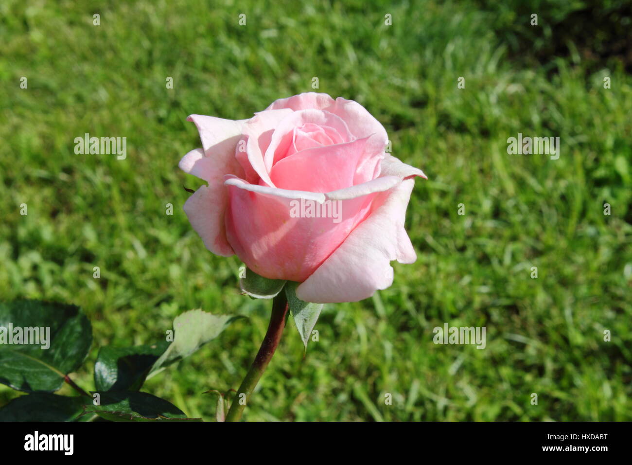 Closeup view of a beautiful pink rose Stock Photo - Alamy