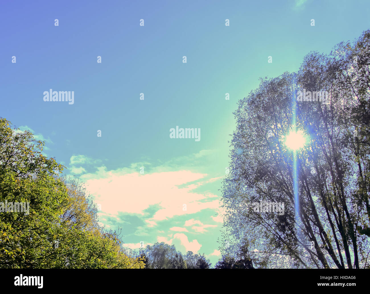 Sun shining through tree Stock Photo - Alamy