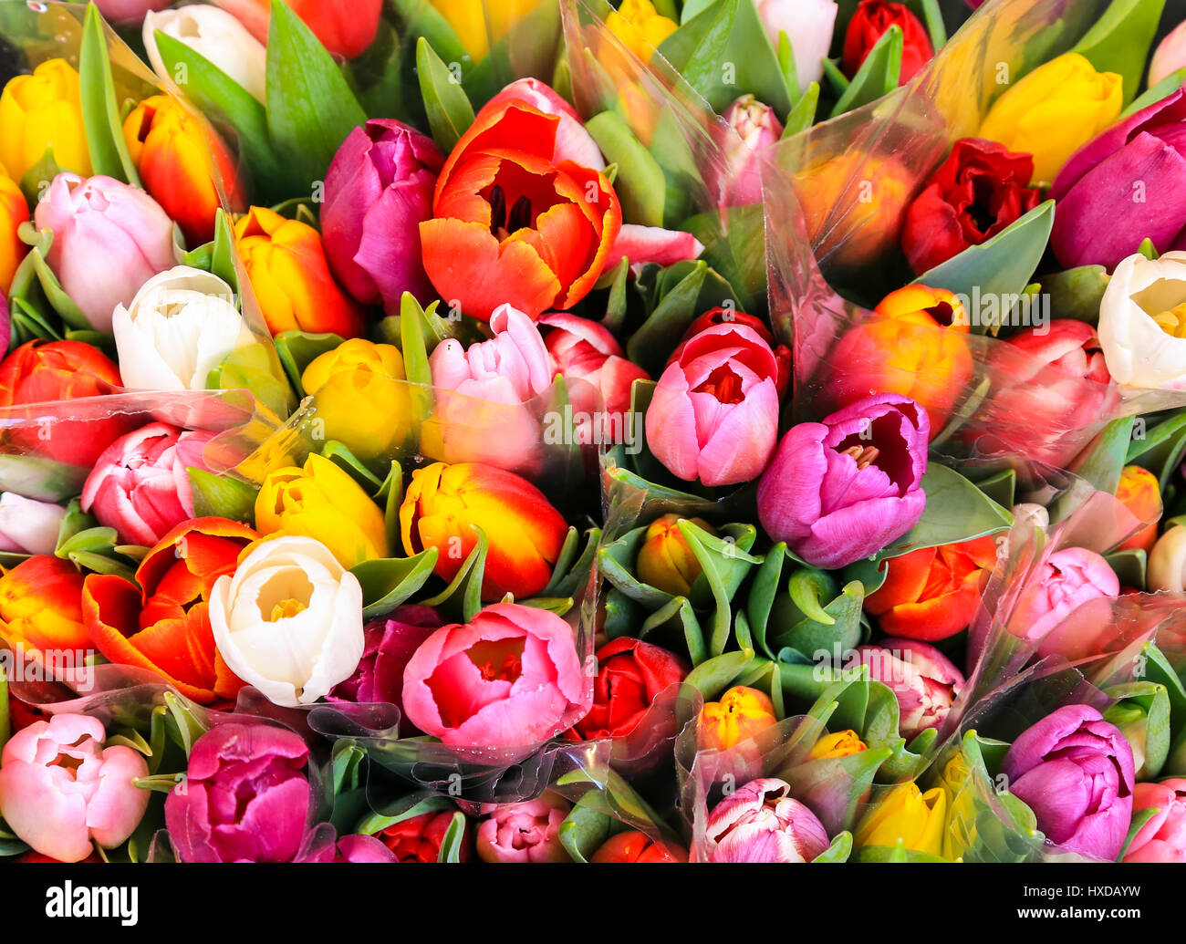Multicolored tulip display hi-res stock photography and images - Alamy
