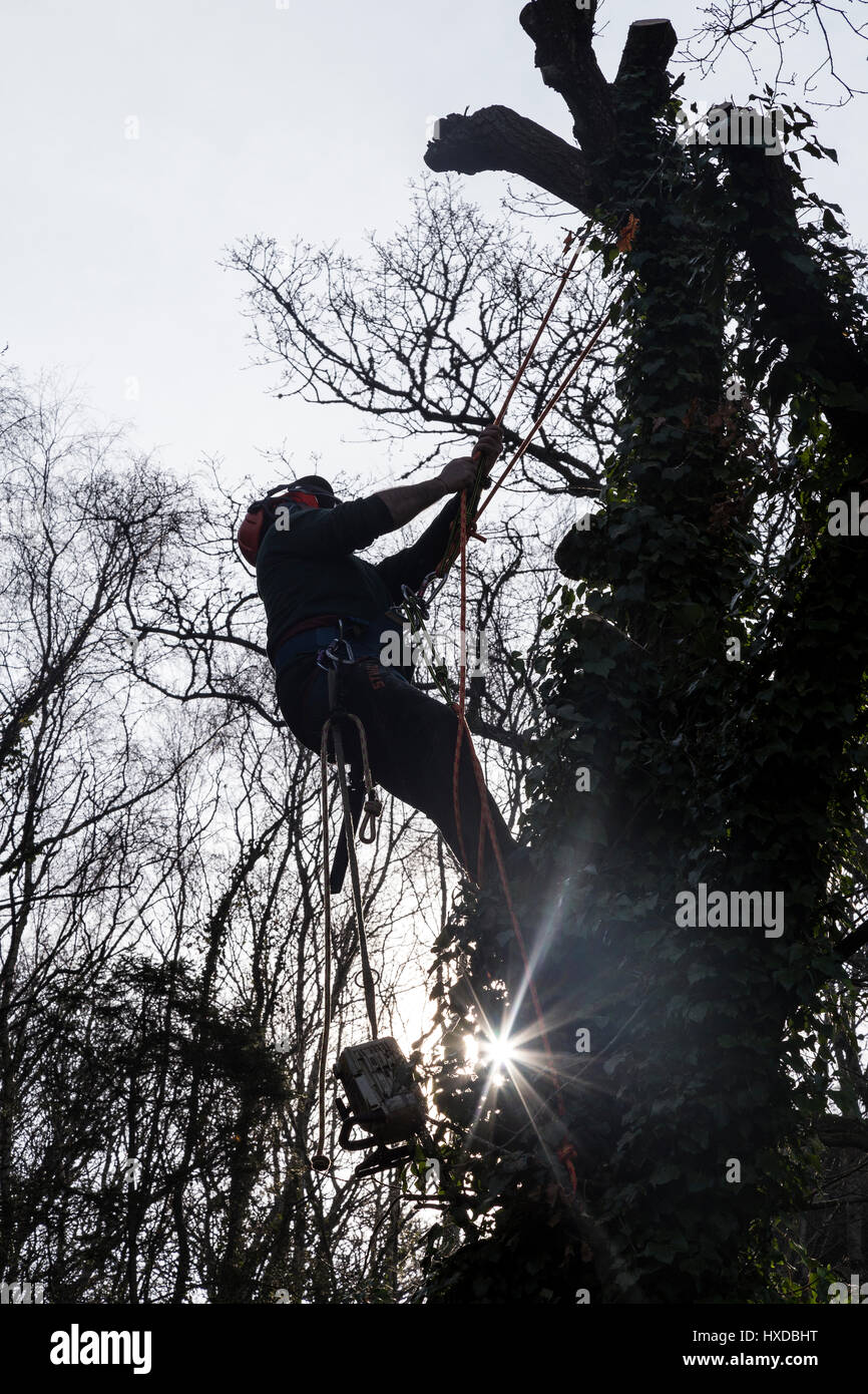 Arborist or lumberjack pollarding tree with a Husqvarna chainsaw ...