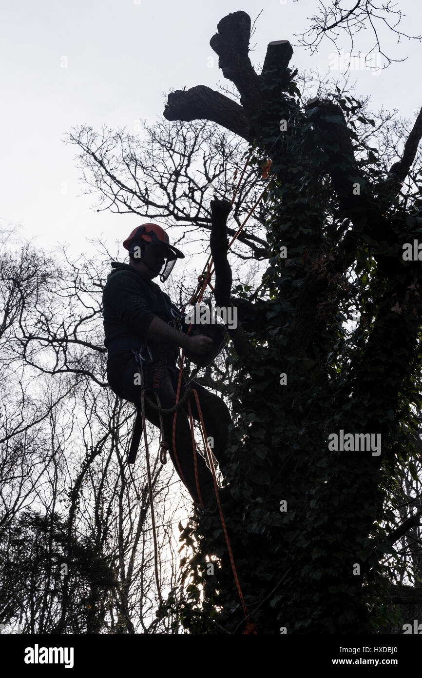 Arborist or lumberjack pollarding tree with a Husqvarna chainsaw ...