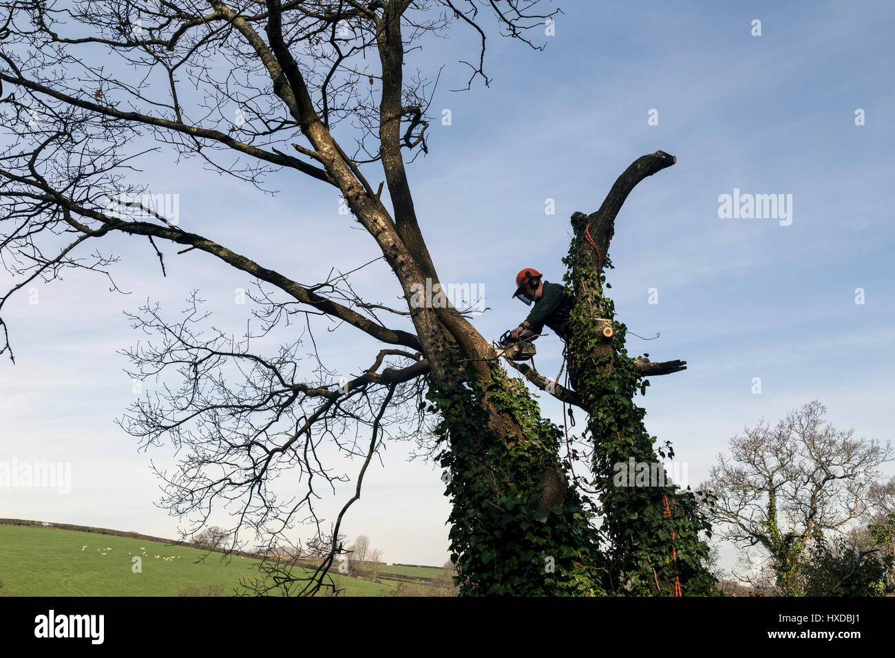 Arborist of lumberjack pollarding tree with a Husqvarna chainsaw ...