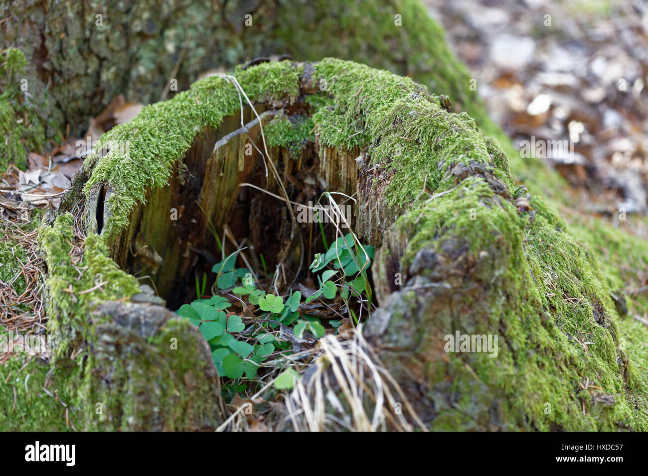 Tree stump covered by moss and with grass growing inside Stock Photo ...