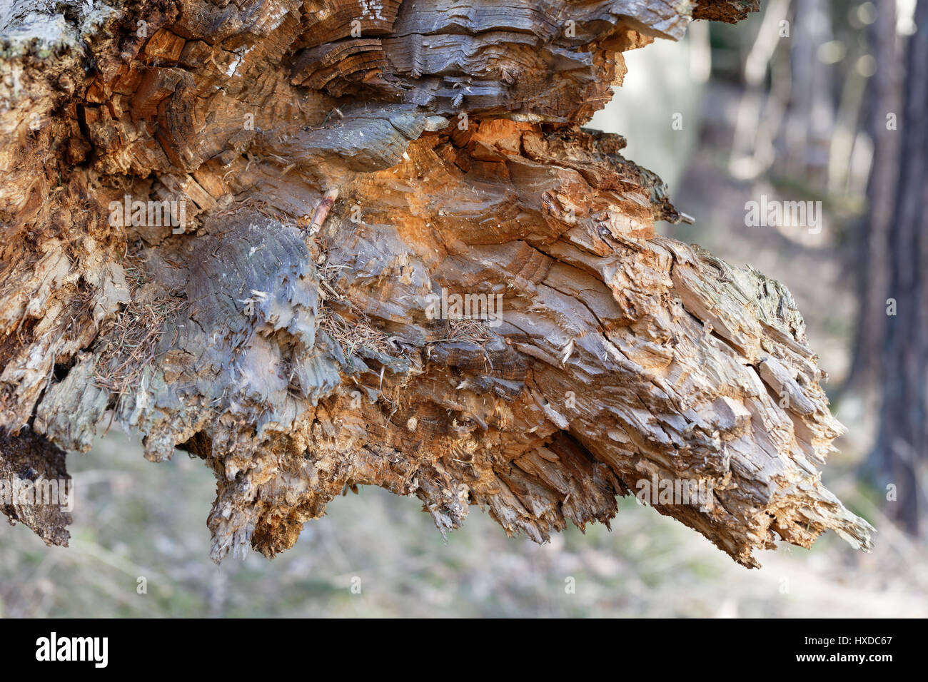 Broken tree hi-res stock photography and images - Alamy