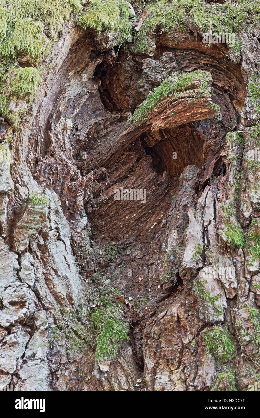 Heart of a Tree Stock Photo - Alamy