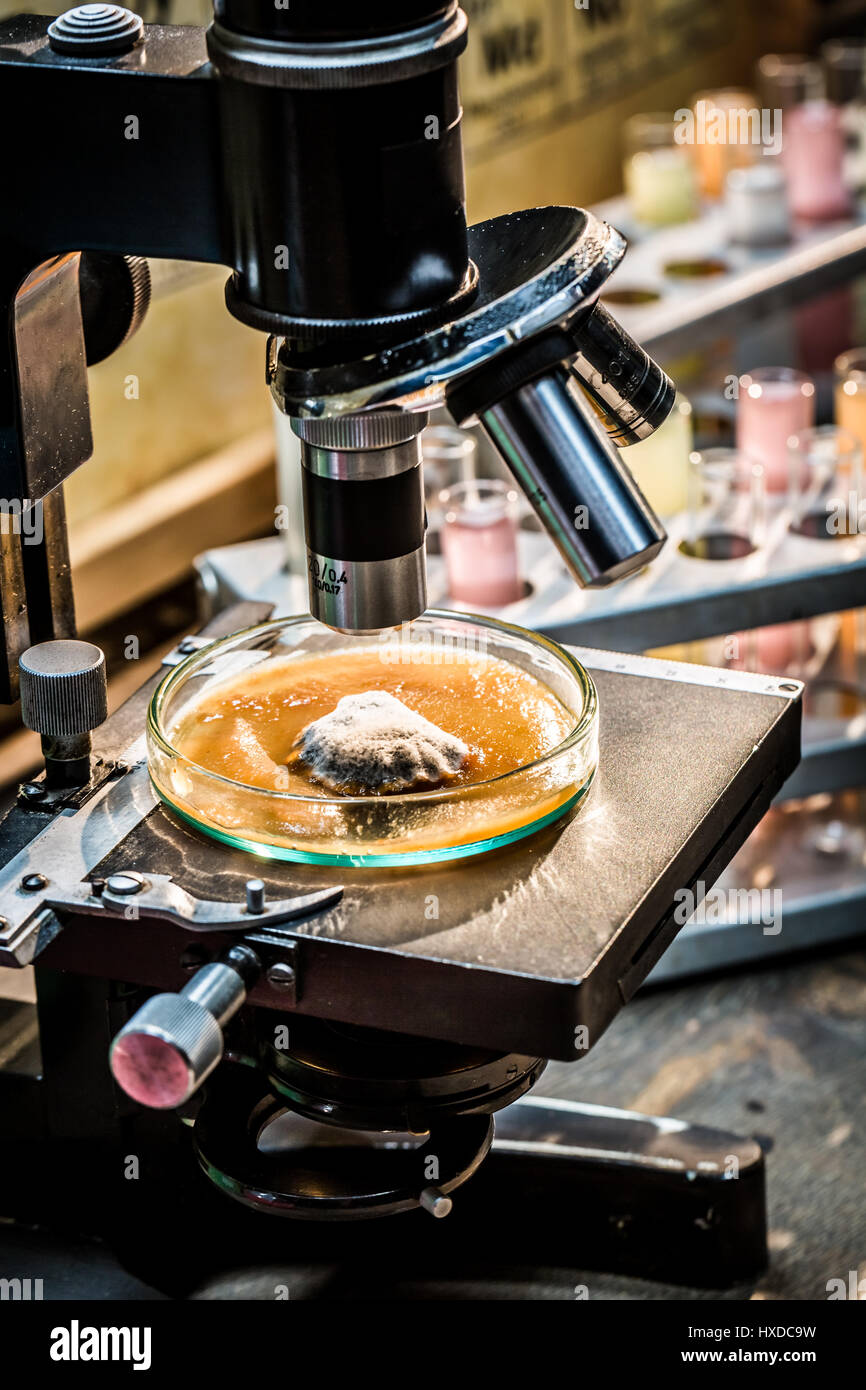 Chemical laboratory during the mold test Stock Photo - Alamy