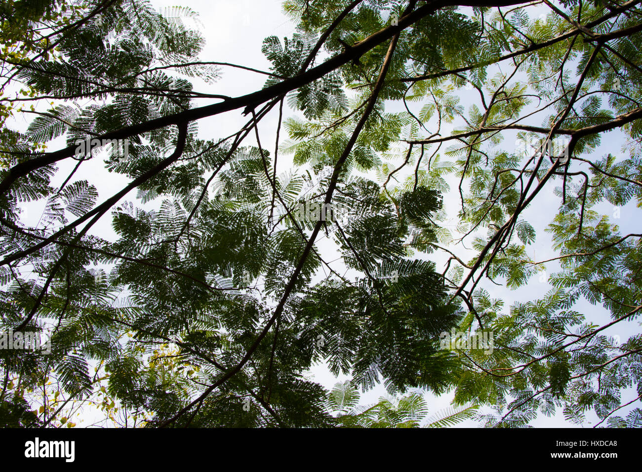 Little leaf trees hi-res stock photography and images - Alamy