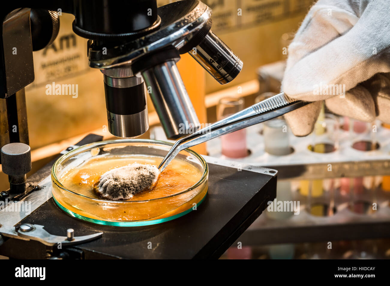 Academic laboratory during the mold test Stock Photo - Alamy