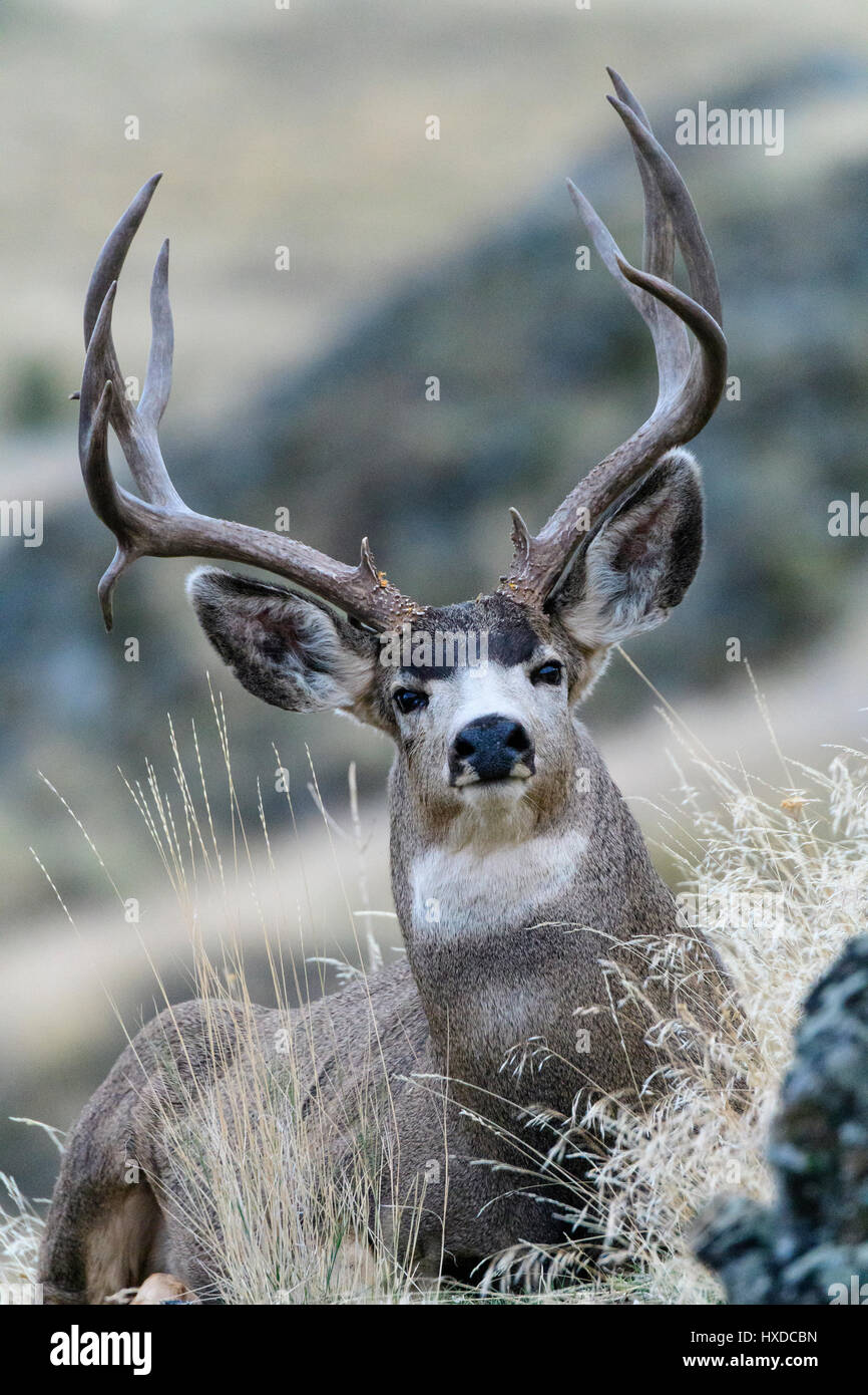 A resting mule deer buck (Odocoileus hemionus), North America Stock ...