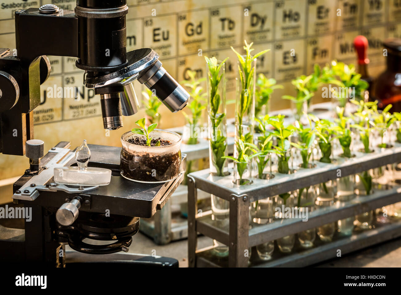 Chemical laboratory with microscope and plants Stock Photo - Alamy
