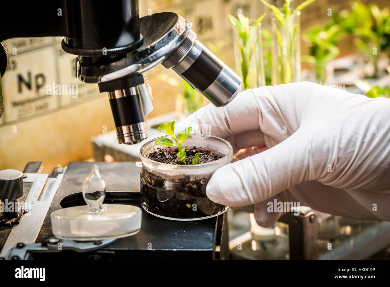 Chemical laboratory during test the pesticides Stock Photo - Alamy