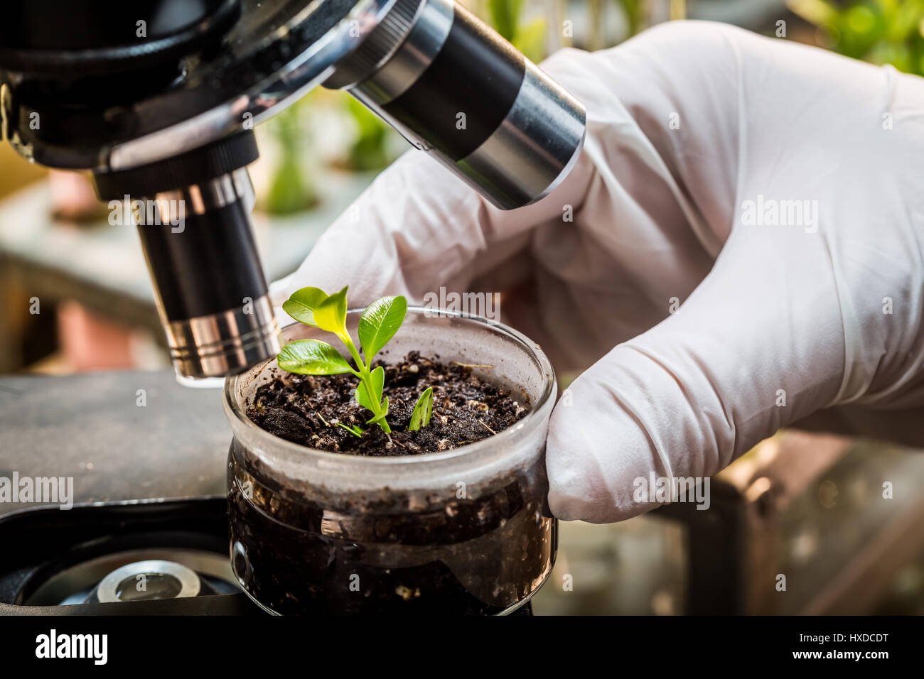 Chemical laboratory testing of pesticides on plants Stock Photo - Alamy