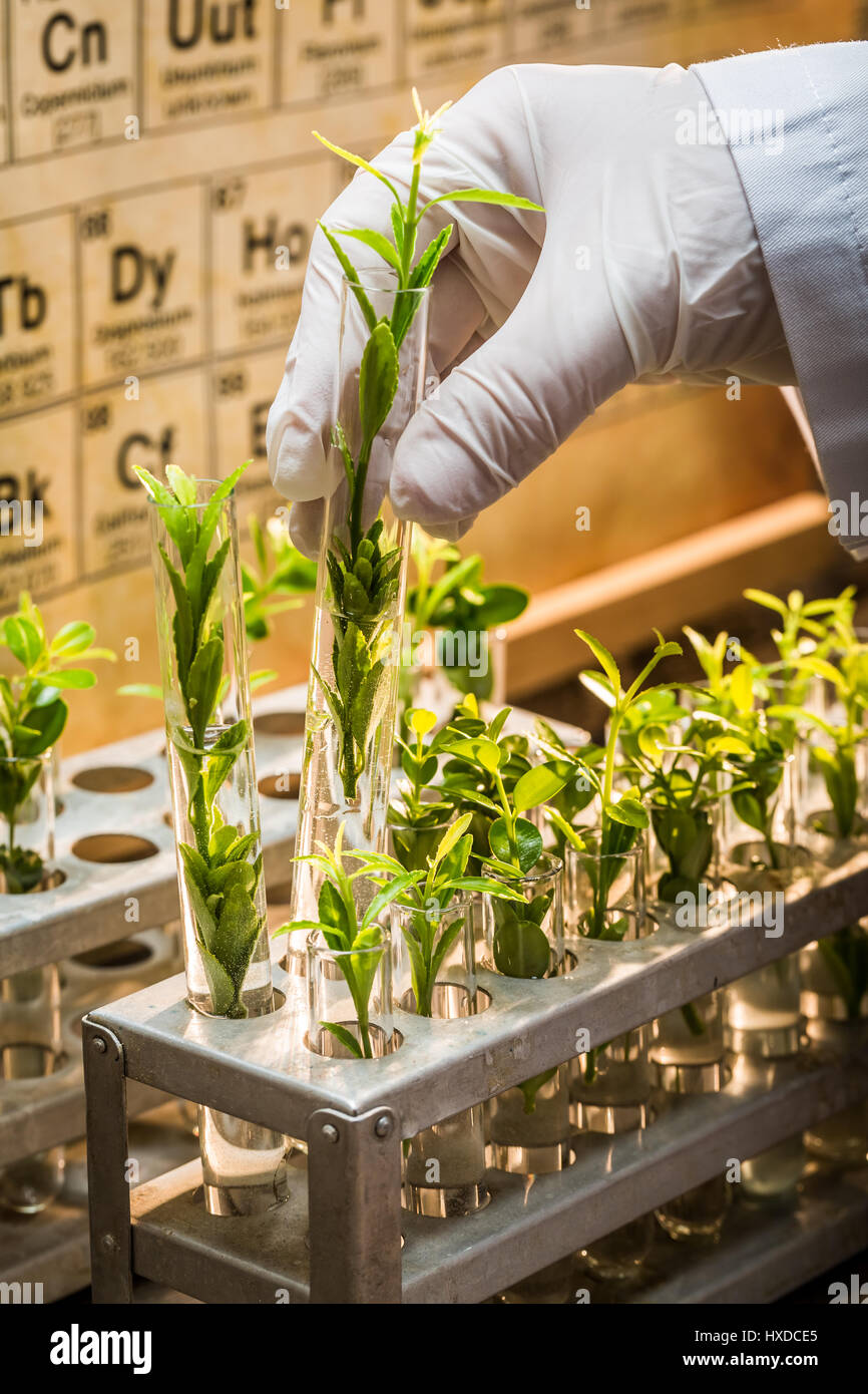Pharmaceutical laboratory during study growing plants Stock Photo - Alamy