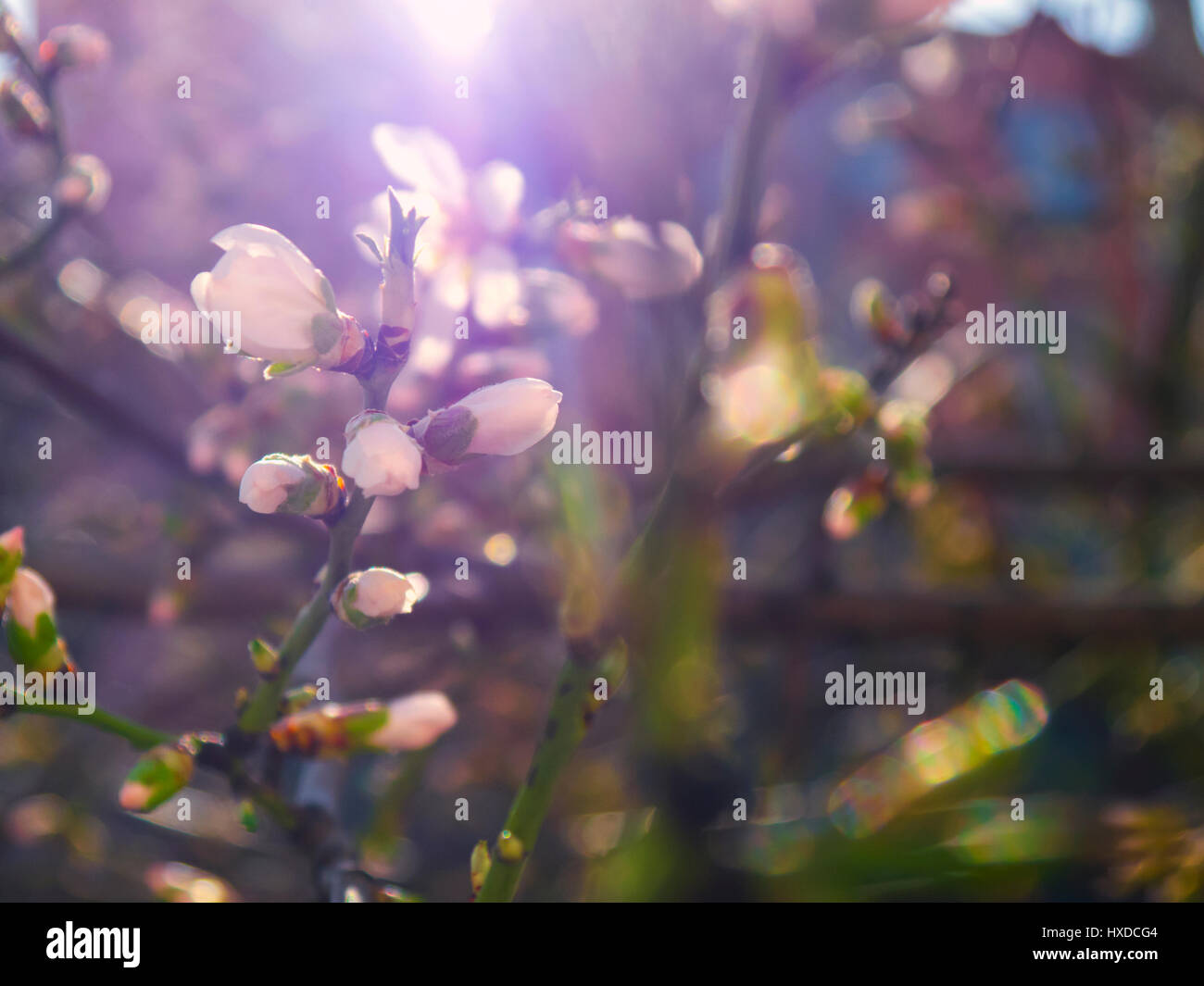 The beautifully blooming tree branches with flowers Stock Photo - Alamy
