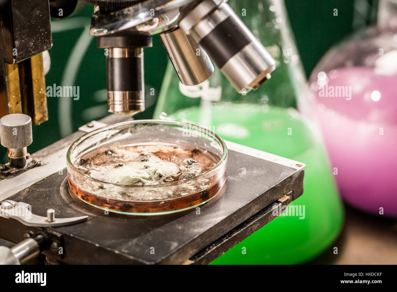 Toxicity test of molds in the laboratory Stock Photo - Alamy