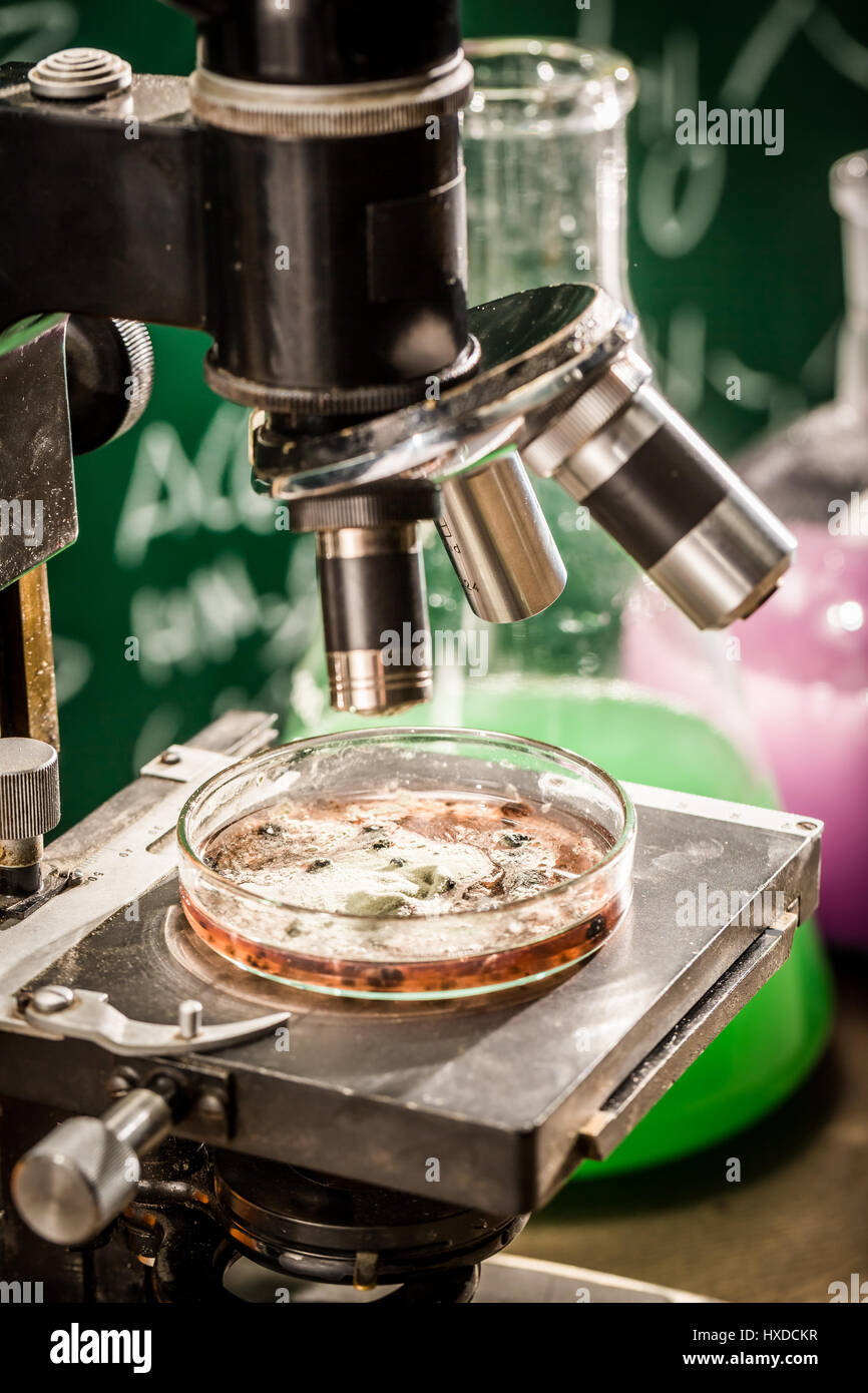 Checking growth of molds in the laboratory Stock Photo - Alamy