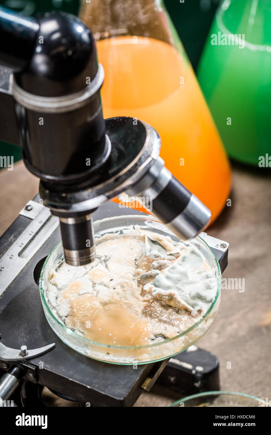 Test under the microscope of molds in a laboratory Stock Photo - Alamy