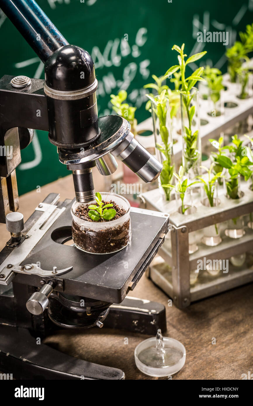 Academic laboratory with microscope and plants Stock Photo - Alamy
