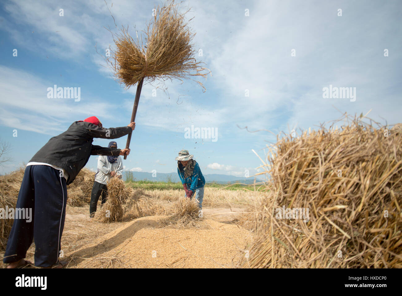 rice farmer at the earning of rice on a ricefield in the north of the ...