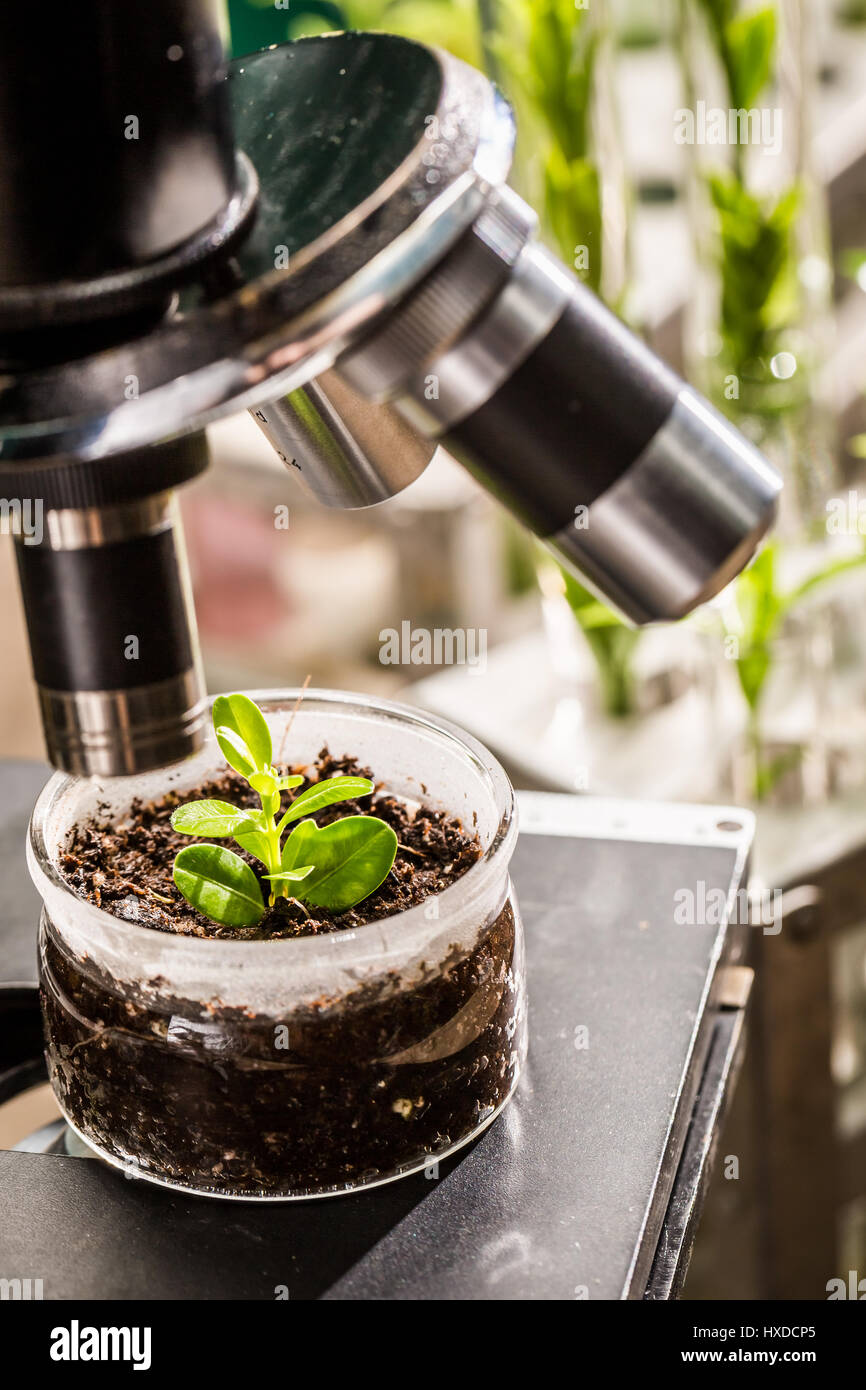 Academic lab during test the pesticides Stock Photo - Alamy