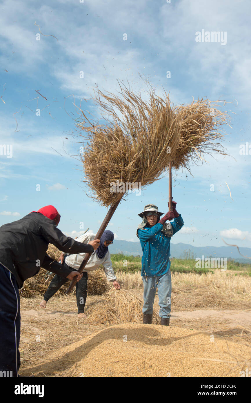 Farmer working in ricefield hi-res stock photography and images - Alamy