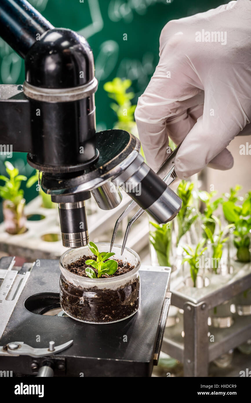University laboratory during test the pesticides Stock Photo - Alamy