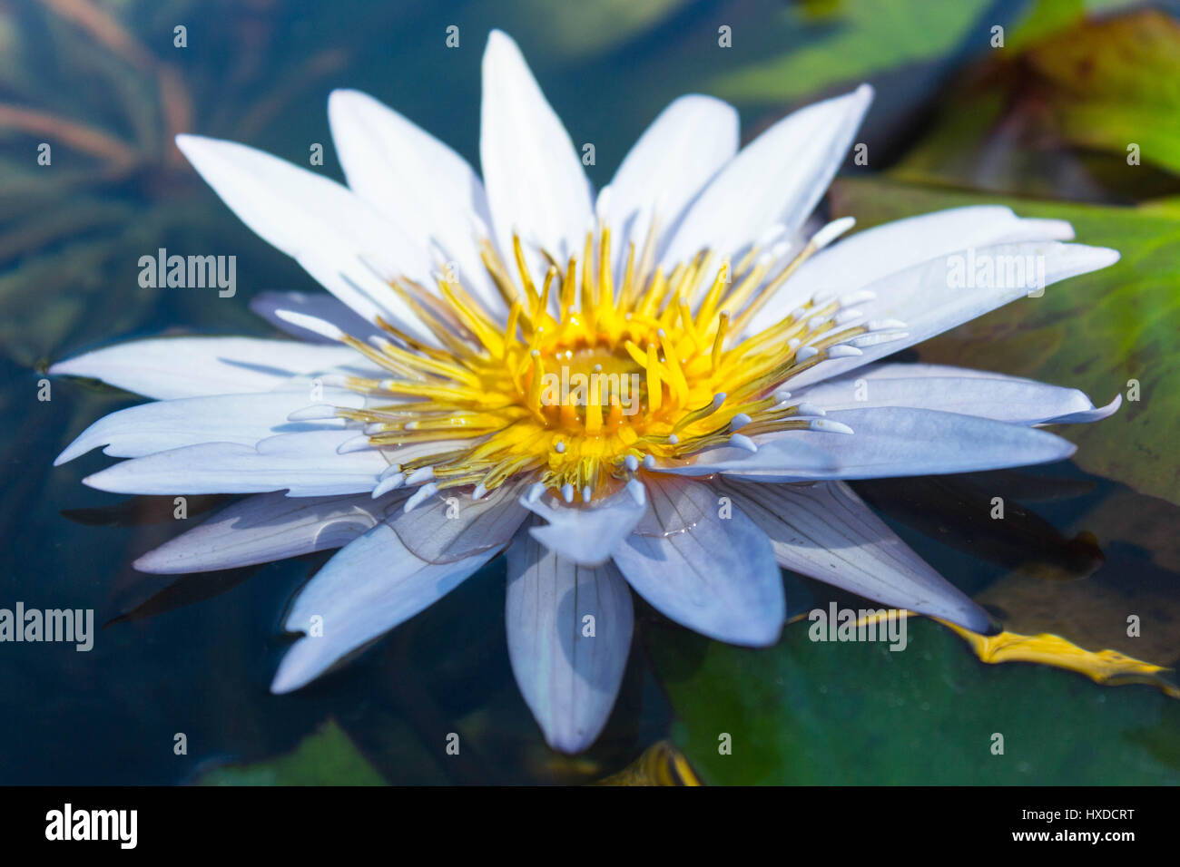 lotus in water at morning time look beautiful Stock Photo - Alamy