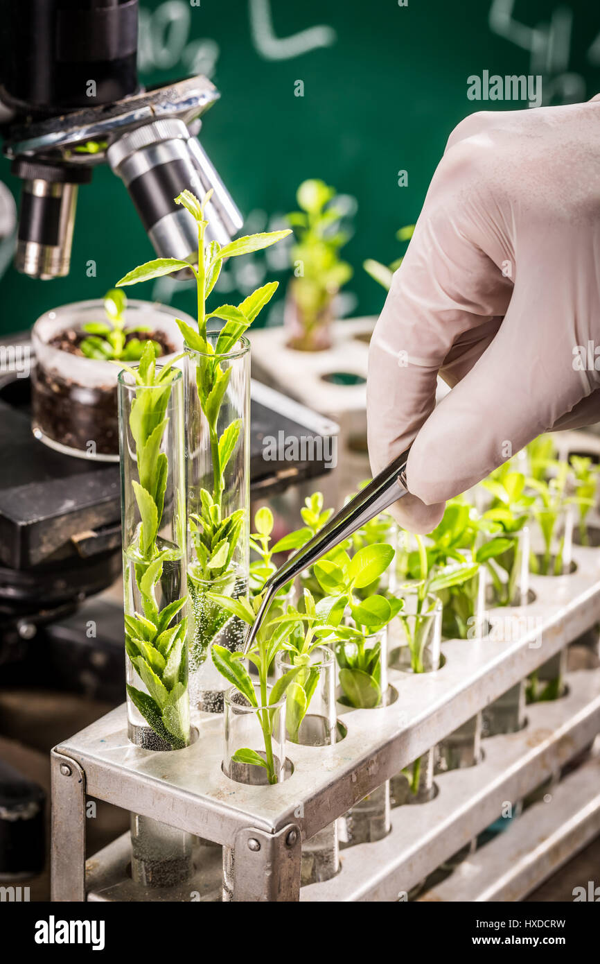 University laboratory testing of pesticides on plants Stock Photo - Alamy