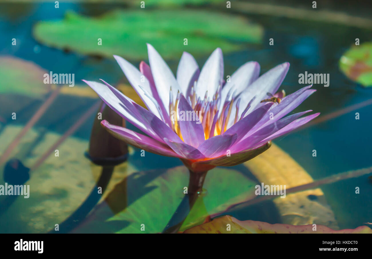 lotus in water at morning time look beautiful Stock Photo - Alamy